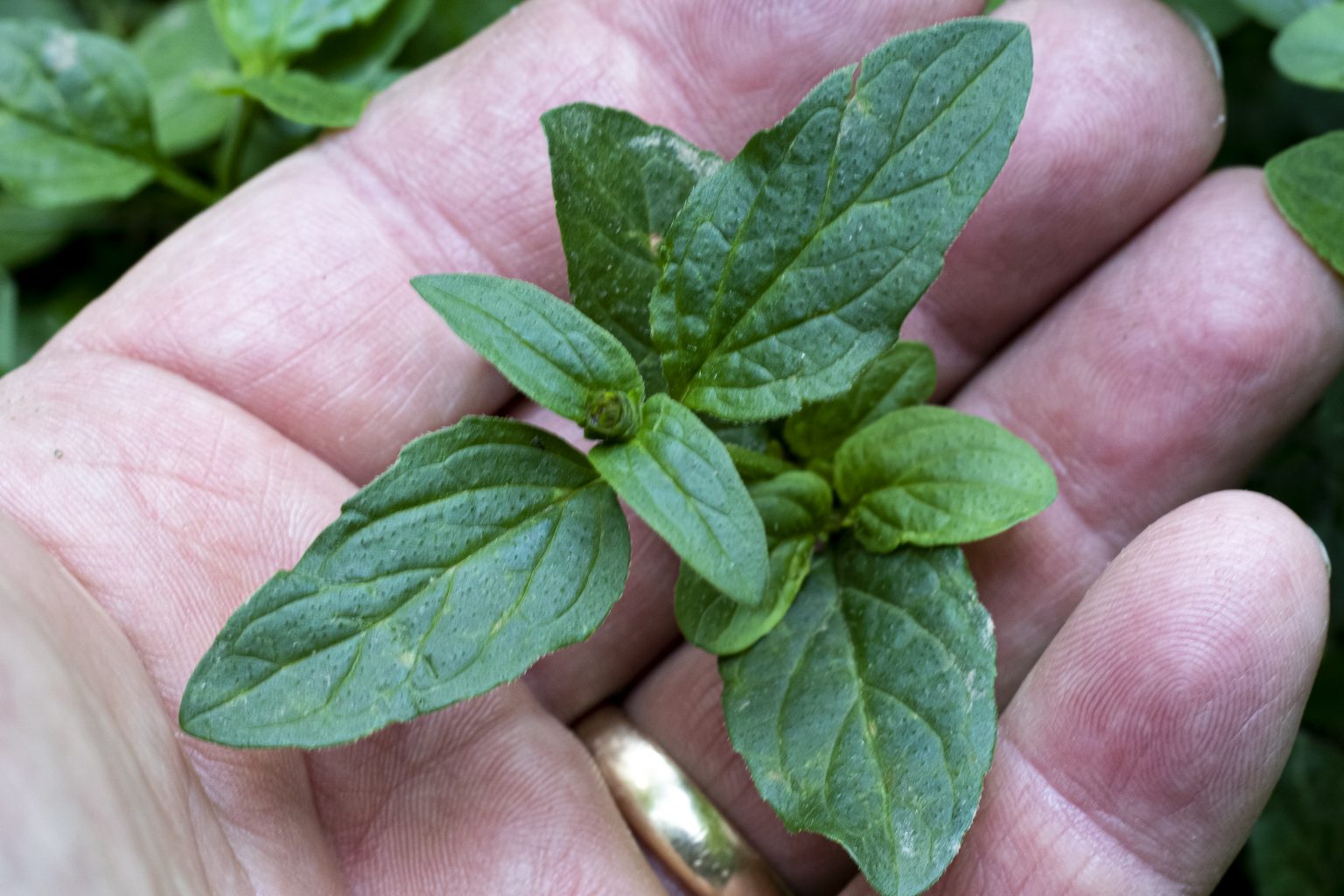 Growing Sweet, Seductive Mint - Countryside